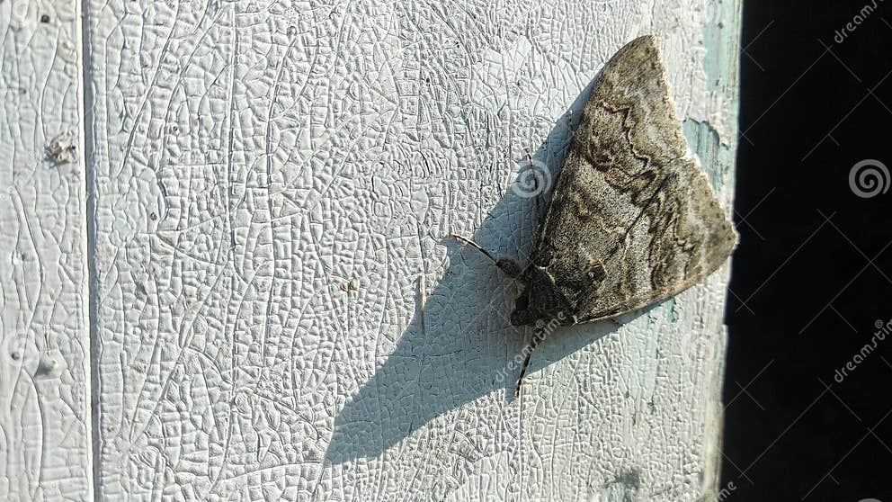 A moth resting on a wall stock photo. Image of surrounding - 286537526