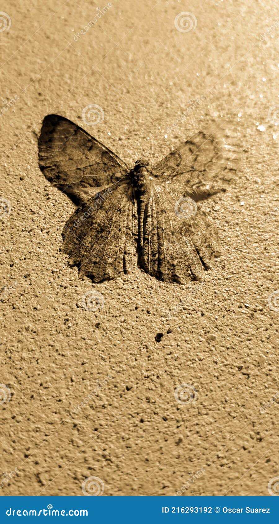 A moth on a rustic wall stock photo. Image of wall, wing - 216293192