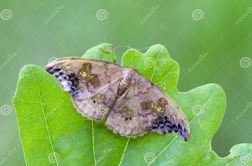 Moth stock image. Image of outdoor, green, field, nature - 41130945