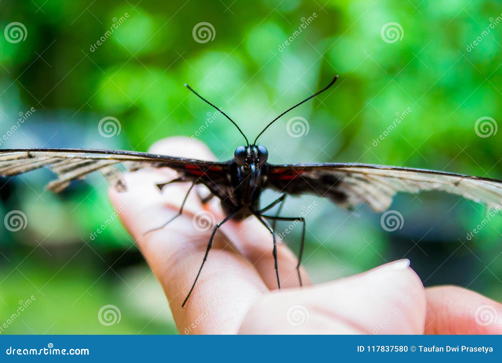 Large Moth Over the Fingers Stock Photo - Image of great, finger: 117837580