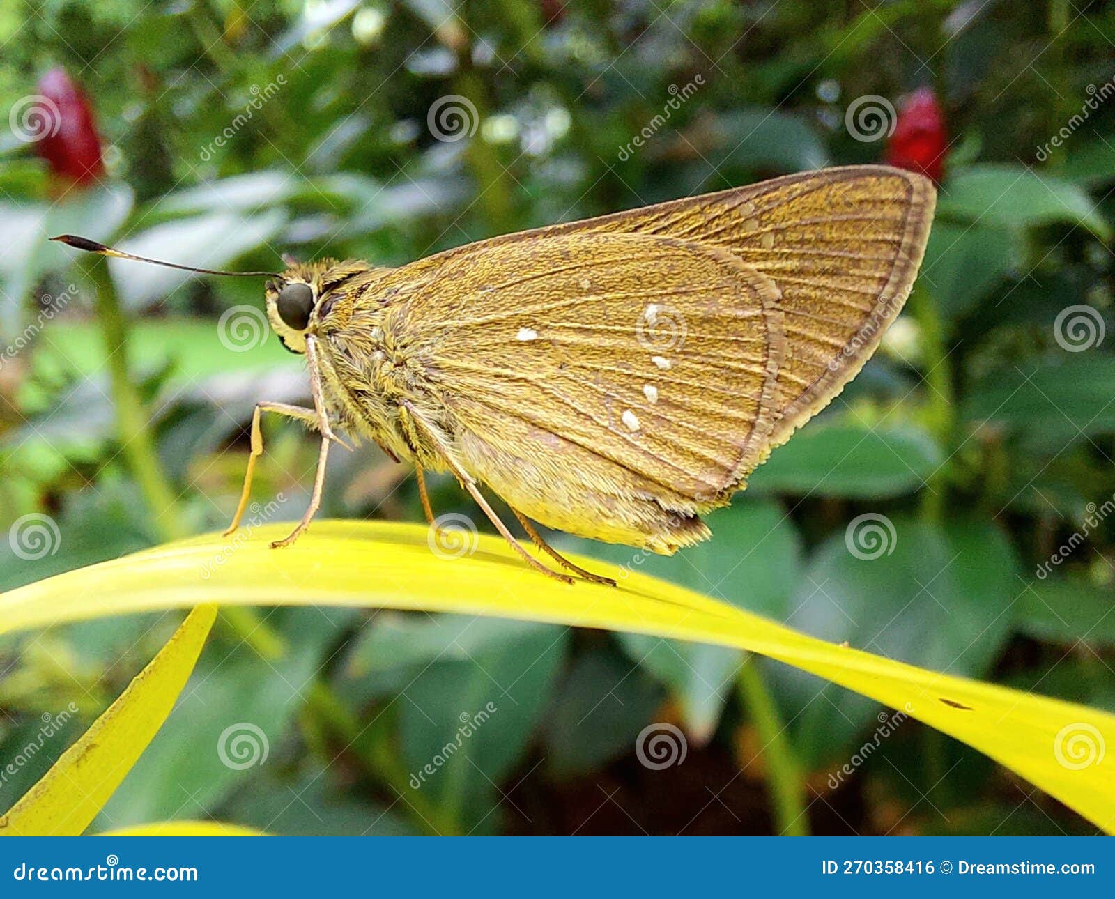 A Moth from the Side View Stand on a Yellow Leaf Stock Photo - Image of ...