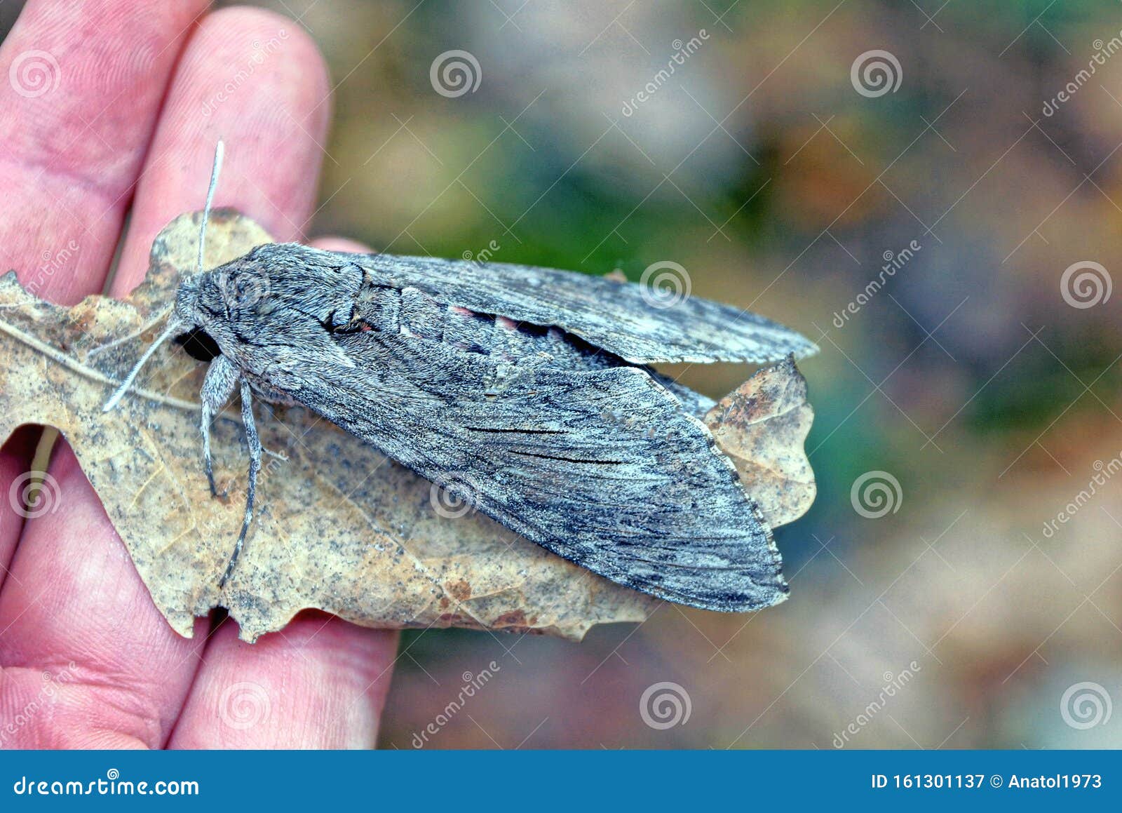 Moth Sits on a Dry Leaf and Fingers Stock Image - Image of closeup ...