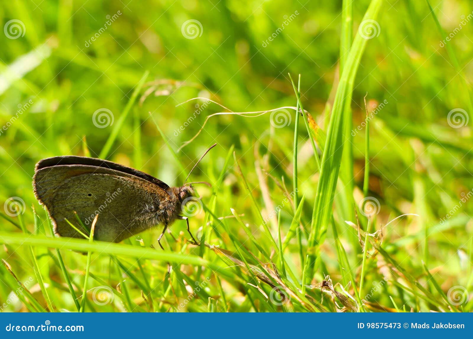 Moth sitting on Grass stock image. Image of pretty, outdoor - 98575473