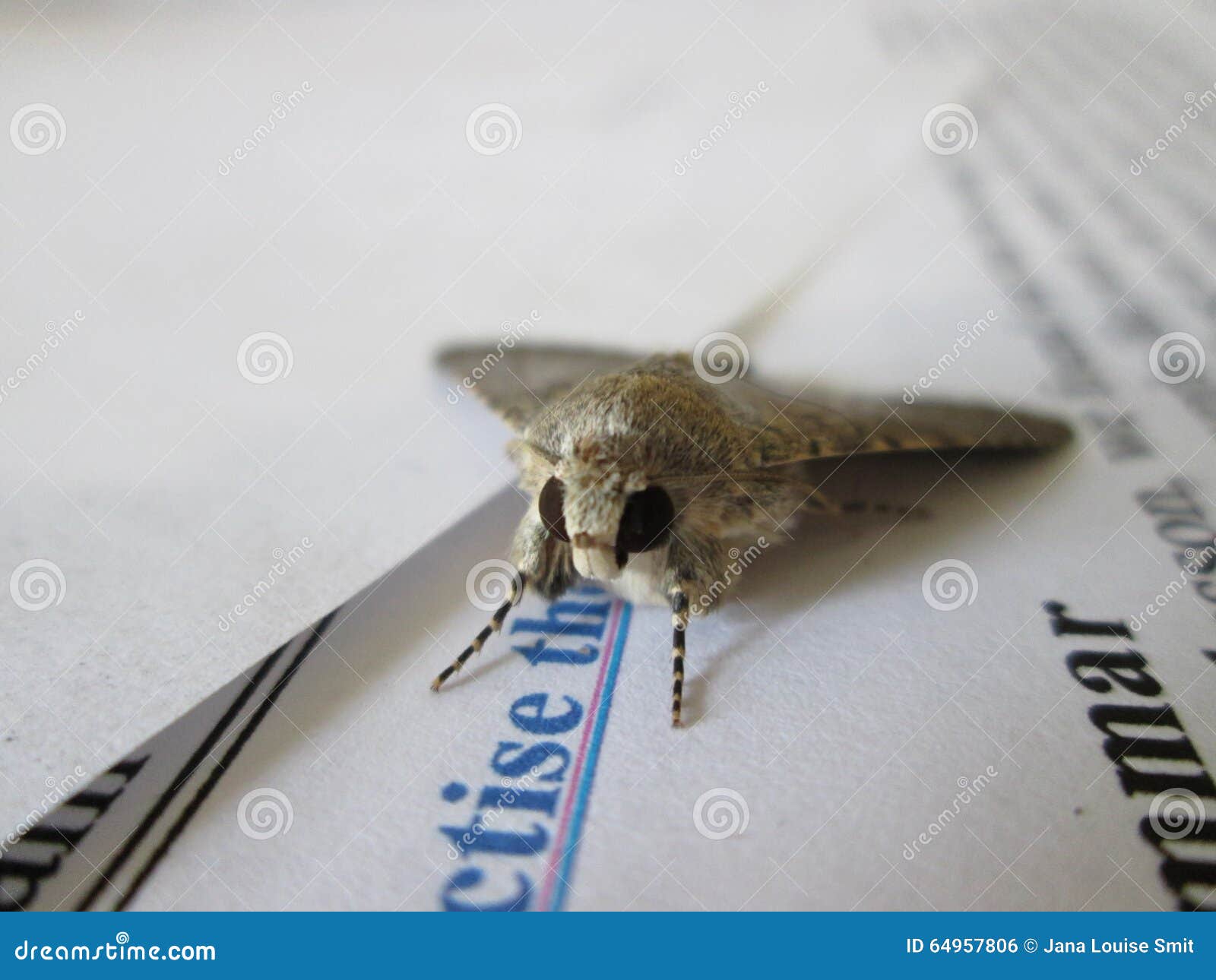 Moth. stock photo. Image of wings, wing, sentences, insects - 64957806