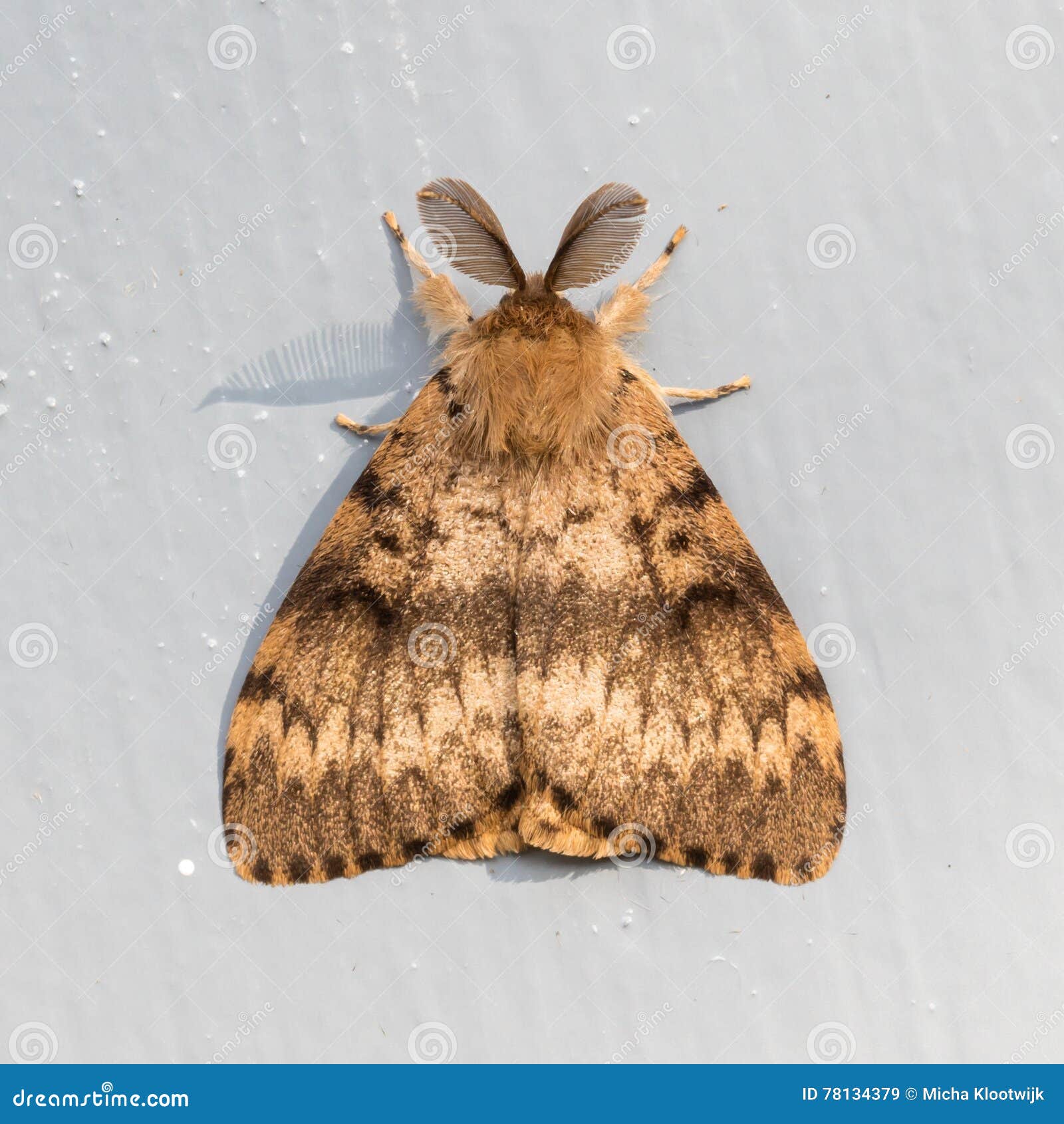 Moth sitting still stock image. Image of moth, black - 78134379