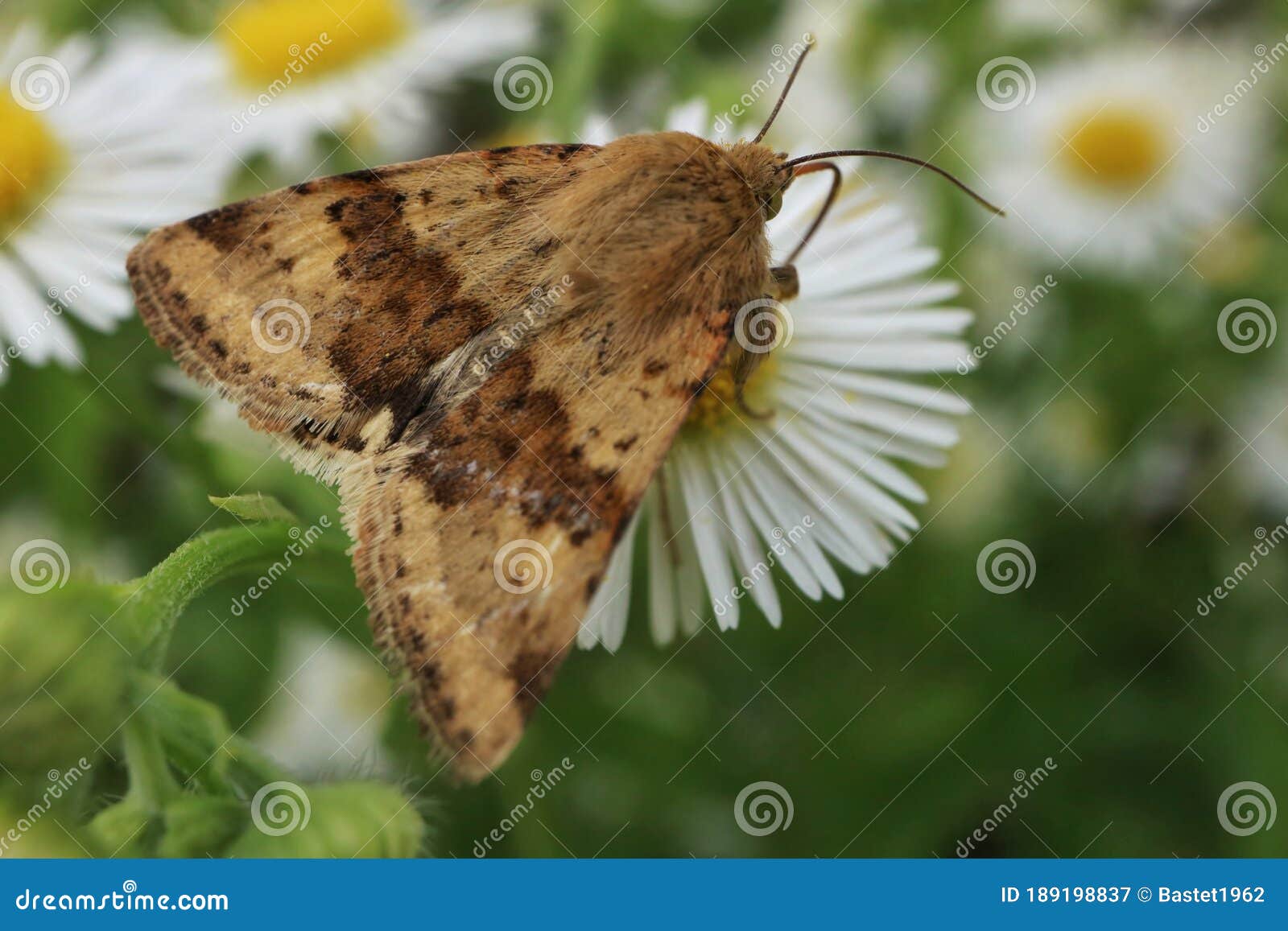 Moth sitting on a flower stock image. Image of yellow - 189198837