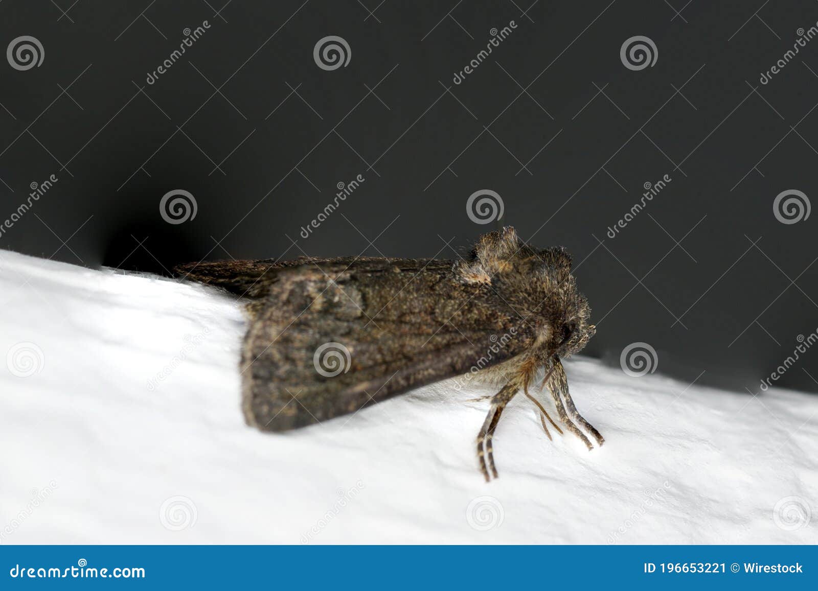 Moth Sitting on a White Surface Stock Image - Image of sitting ...