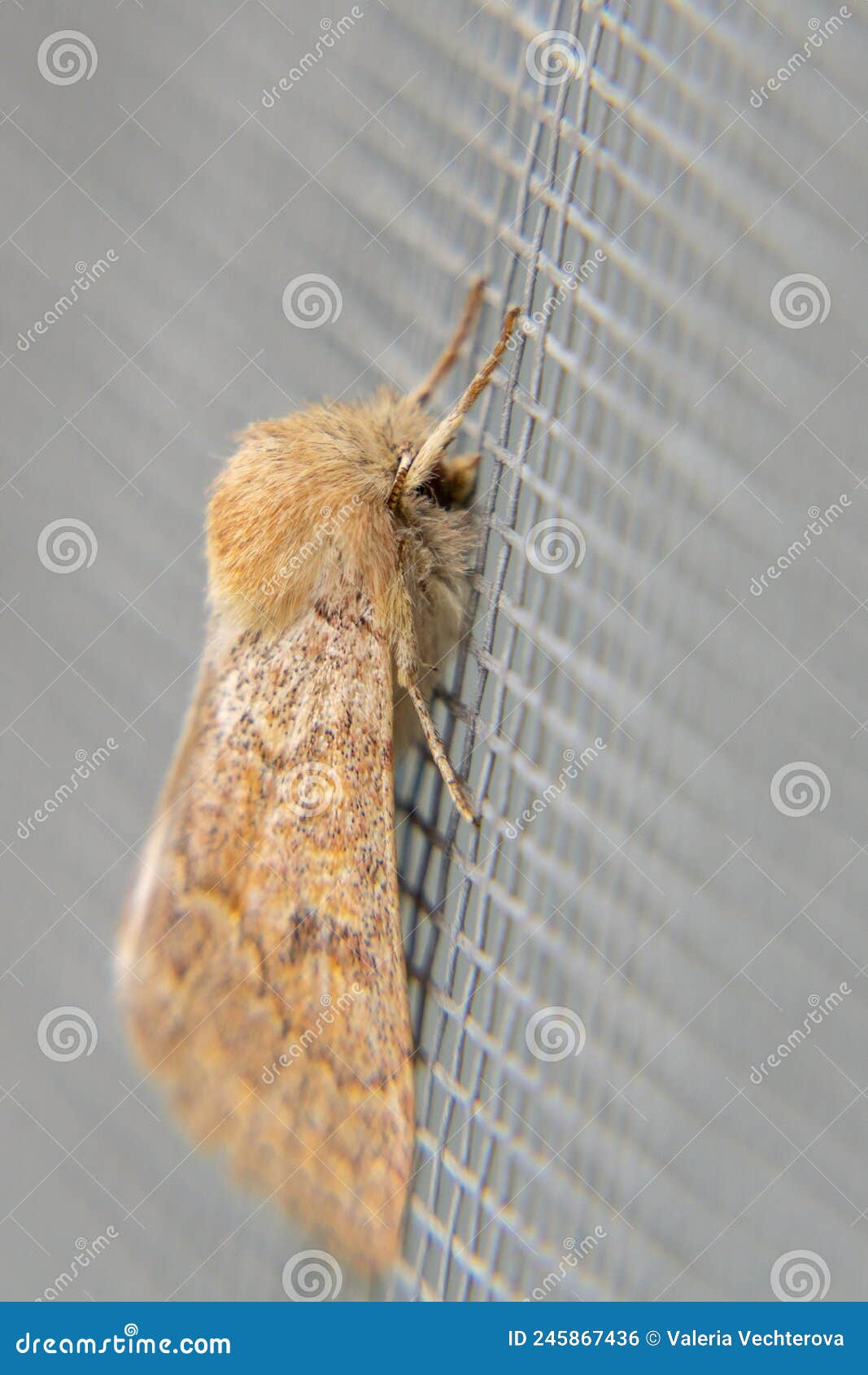 Moth Sitting on the Window. Stock Photo - Image of insects ...