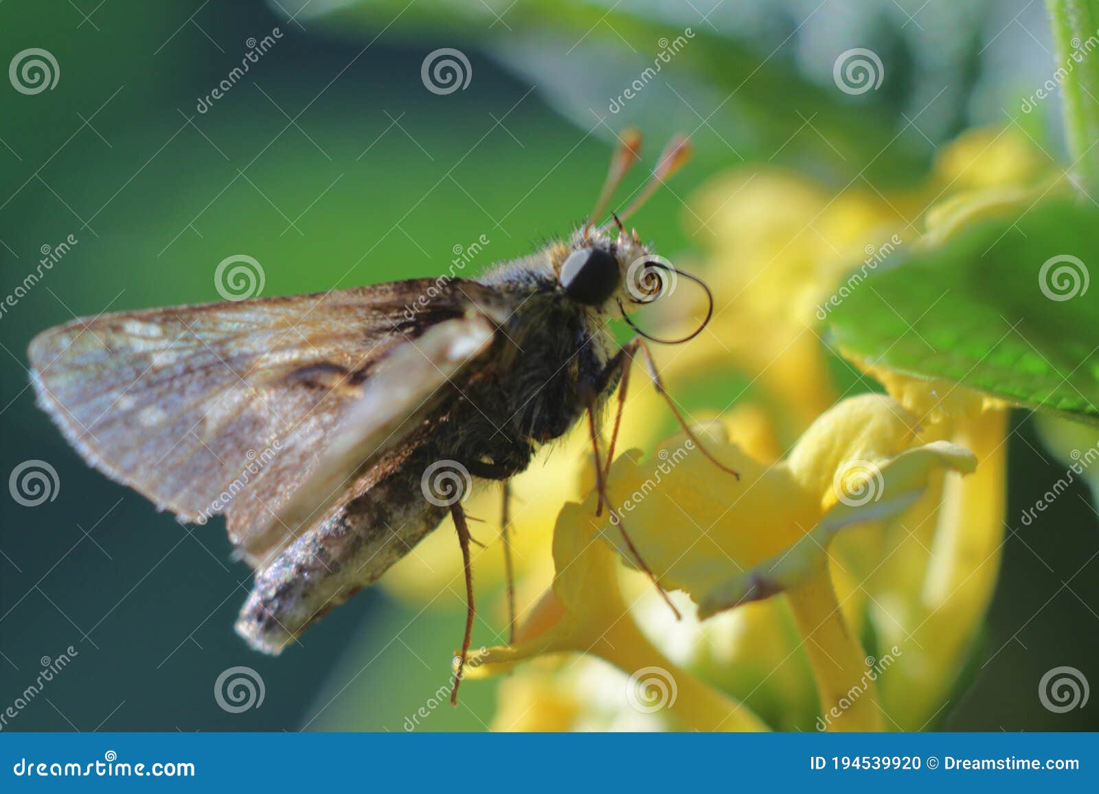 Moth Sitting on a Yellow Flower in Natural Lighting Stock Photo - Image ...
