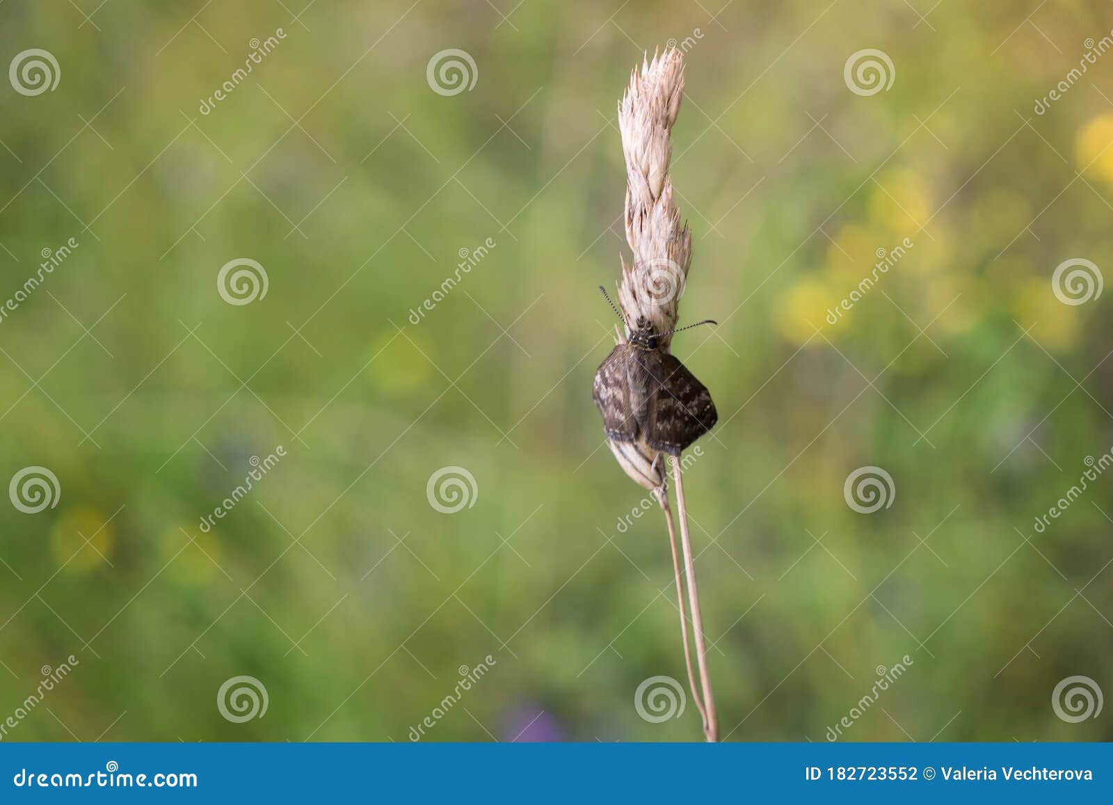 Moth Sleeping in the Grass in the Nature of Forest. Stock Photo - Image ...