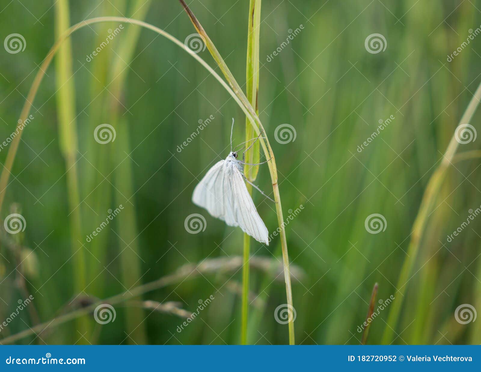 Moth Sleeping in the Grass in the Nature of Forest. Stock Photo - Image ...