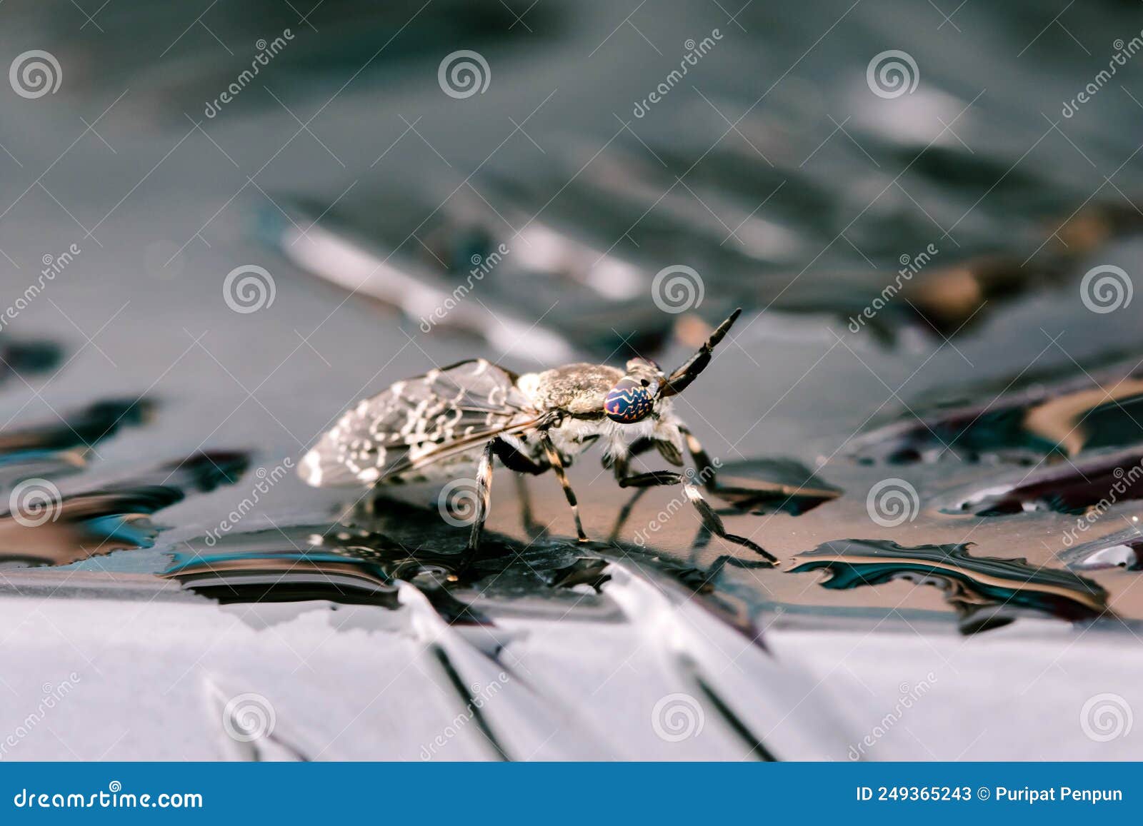 Butterfly Phylum: Arthropoda Order: Lepidoptera; Linnaeus, 1758 ...