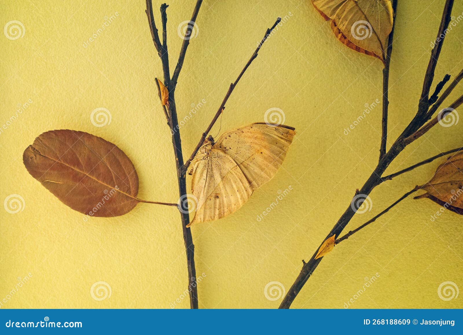 Moth specimen and leaf stock image. Image of wings, butterfly - 268188609