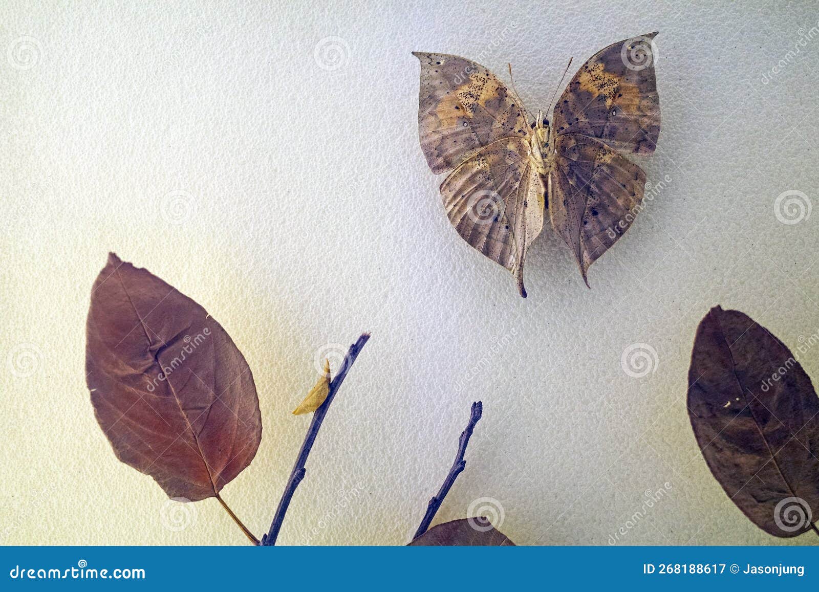Moth specimen and leaf stock image. Image of scales - 268188617