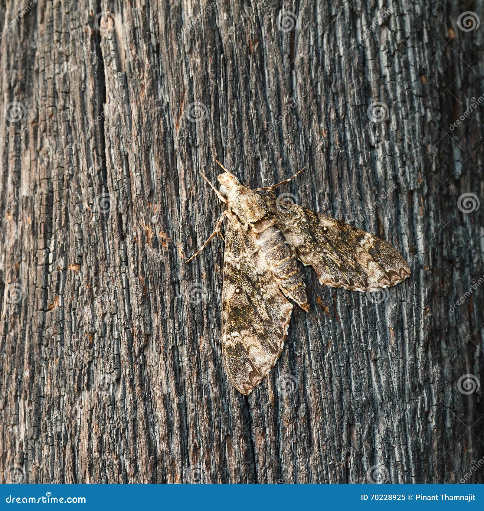 Moth standing on wood. stock image. Image of outdoor - 70228925
