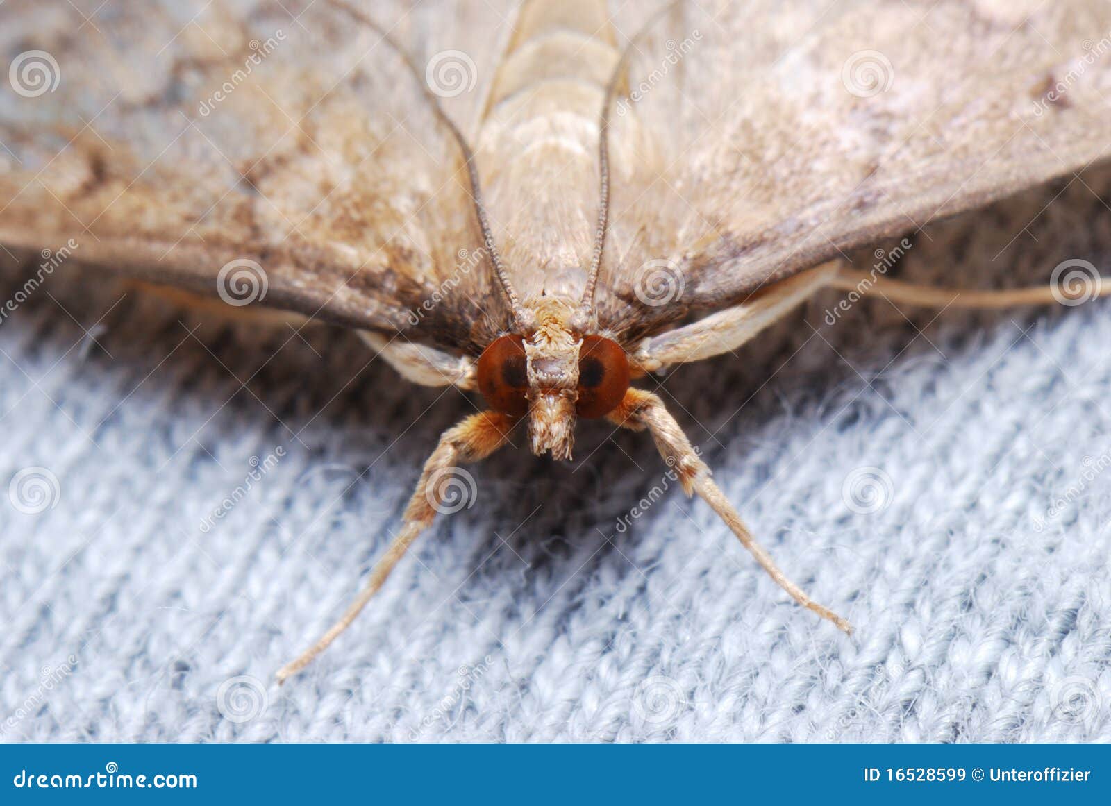 Moth Stare stock image. Image of macro, acute, feelers - 16528599