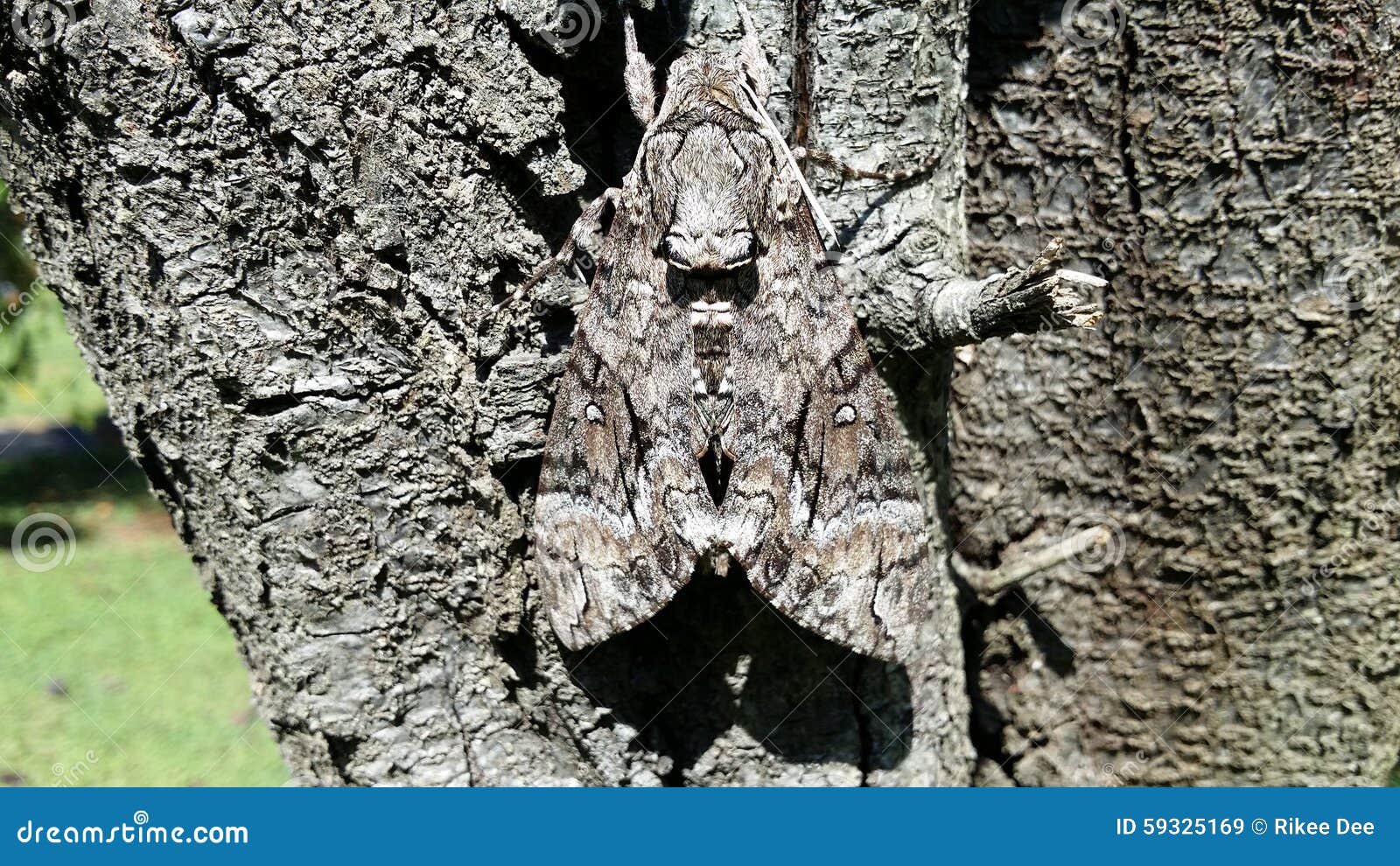 Moth stealth mode stock image. Image of camelion, stealth - 59325169