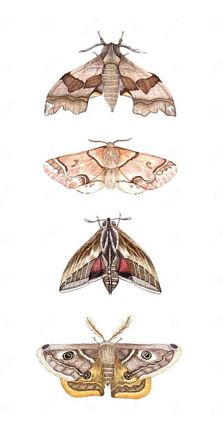 Moth study stock illustration. Illustration of moths - 25048527