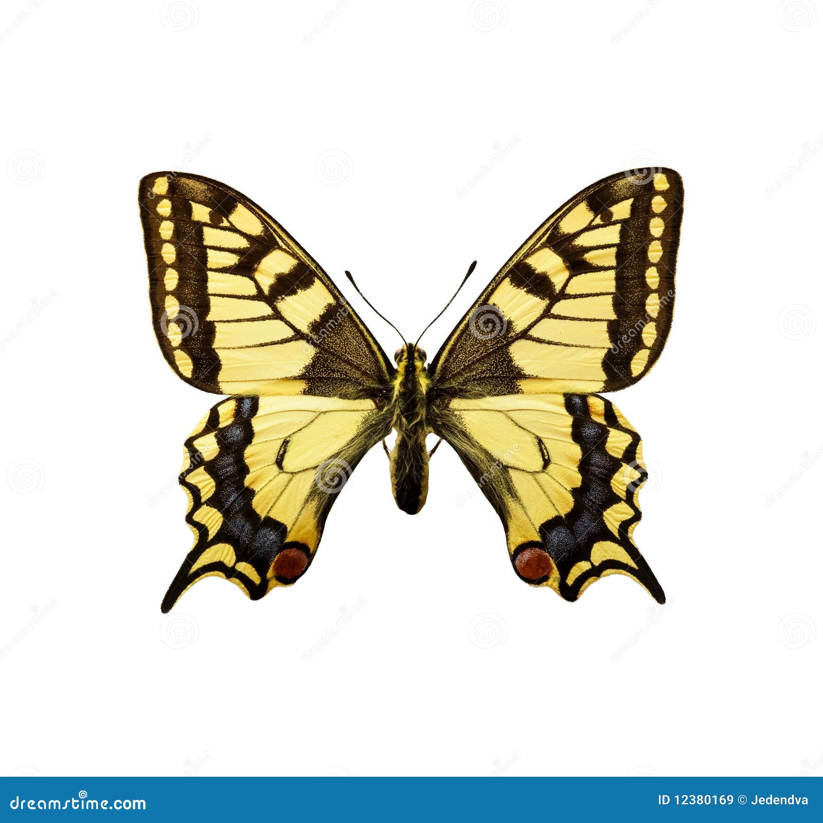 Moth - Swallowtail British Race Stock Image - Image of nature, moths ...