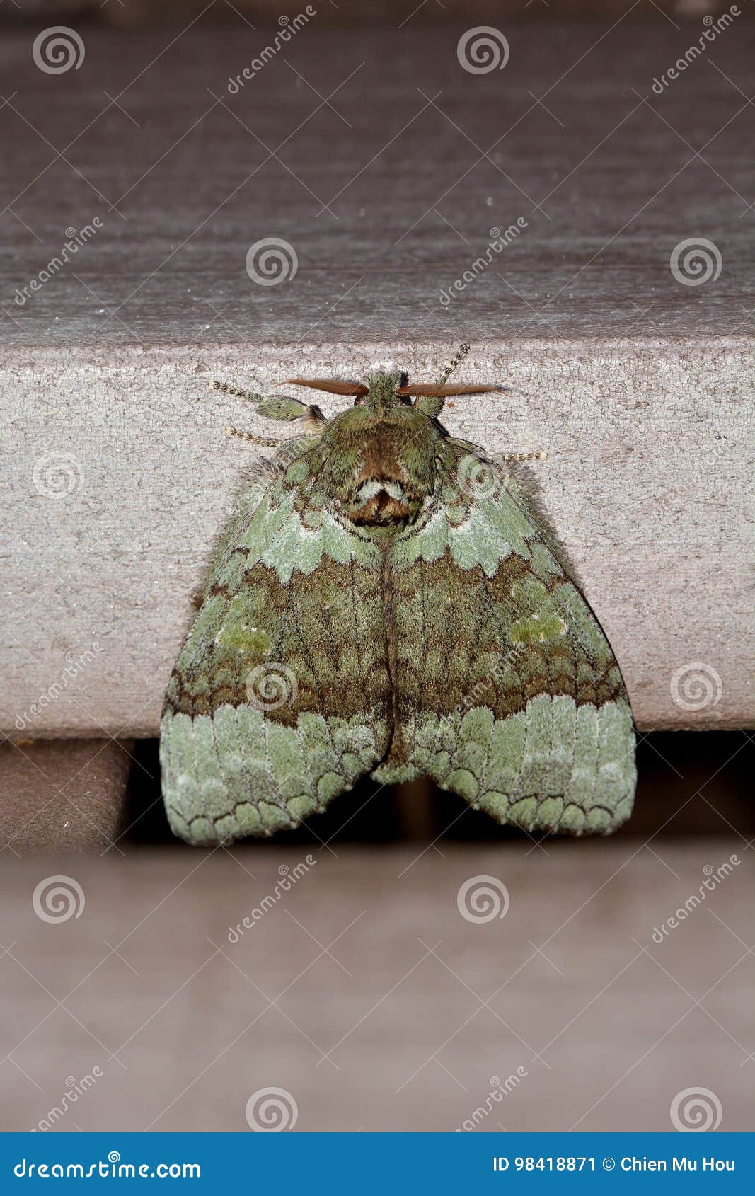 Moth stock image. Image of insectivore, yellow, feeding - 98418871