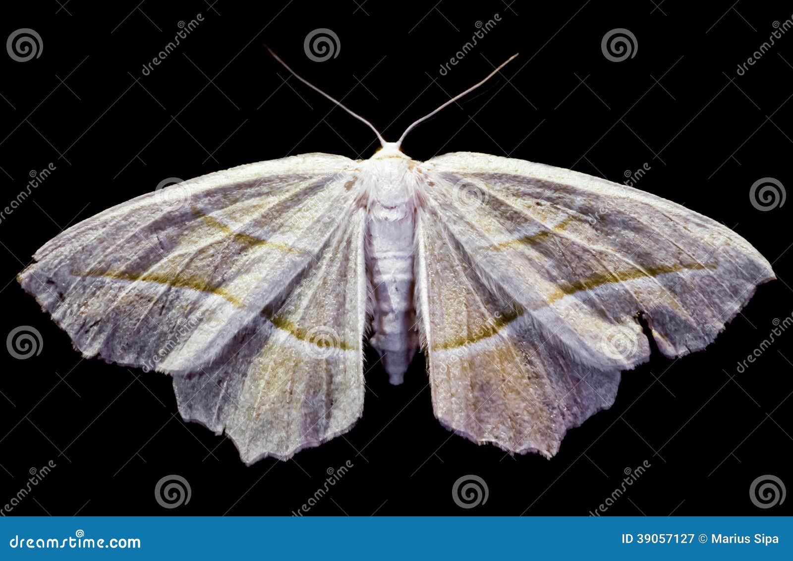 Moth Three stock image. Image of outside, insect, outdoor - 39057127