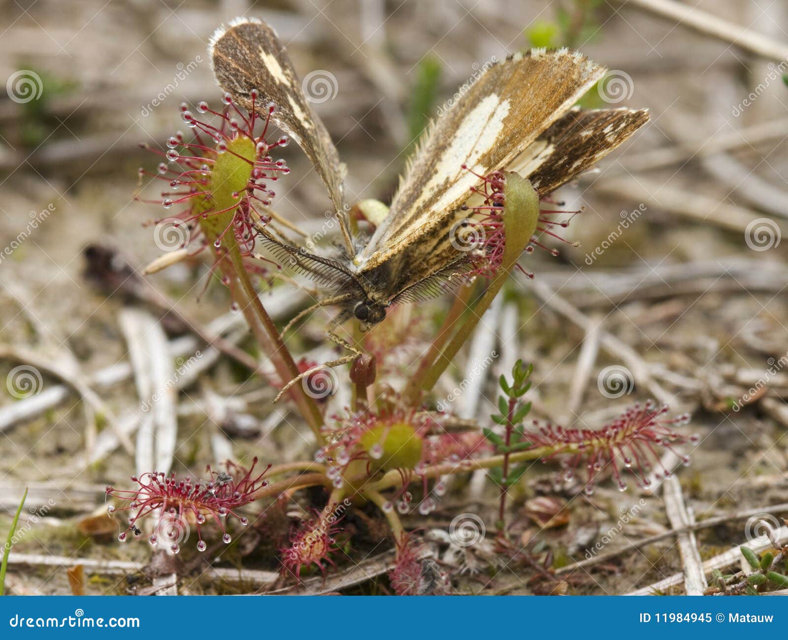 Moth trapped by Sundew stock image. Image of sundew, death - 11984945
