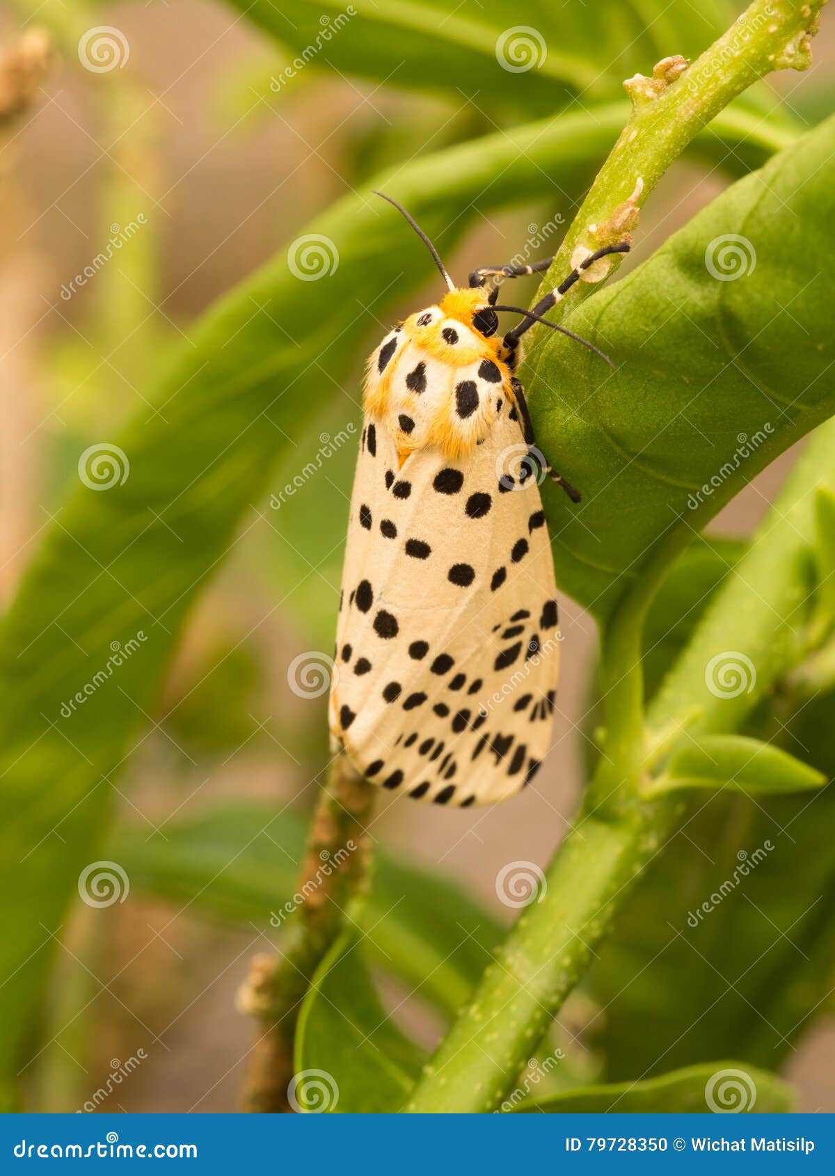 Moth on a Tree Branch stock photo. Image of moth, blue - 79728350