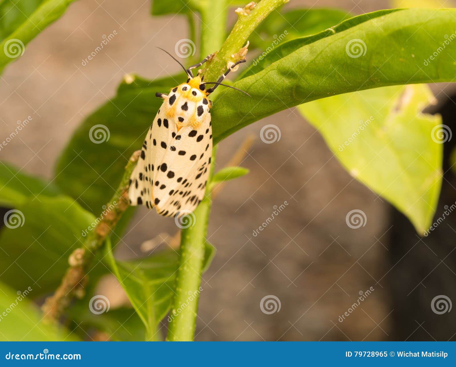 Moth on a Tree Branch stock image. Image of green, beauty - 79728965