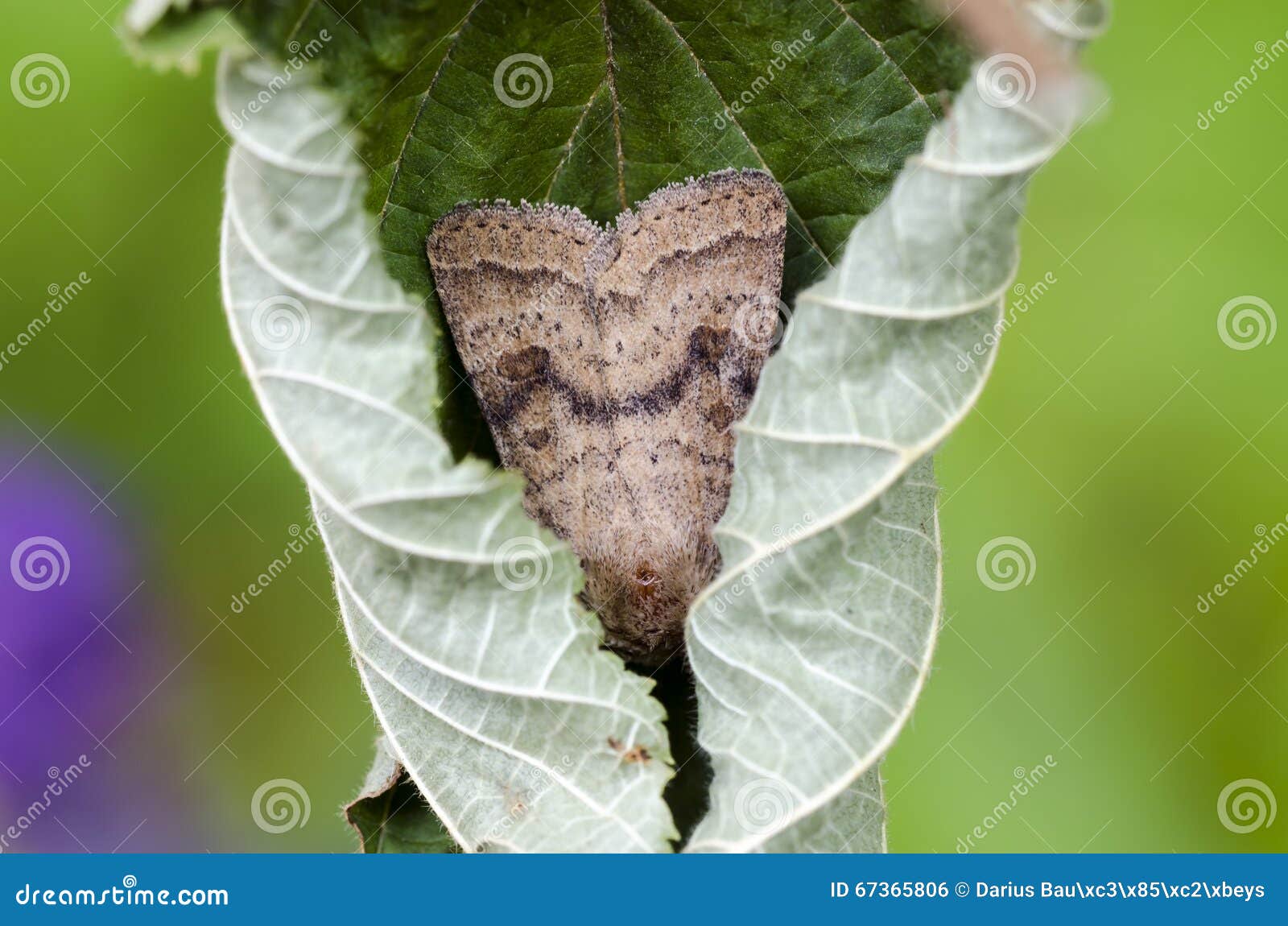 Moth stock photo. Image of nature, wild, moth, octogenaria - 67365806