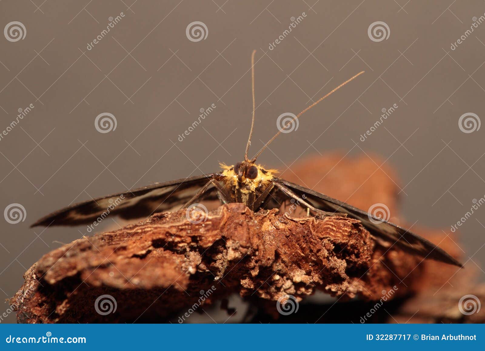 Moth. stock image. Image of yellow, wildlife, wings, nature - 32287717
