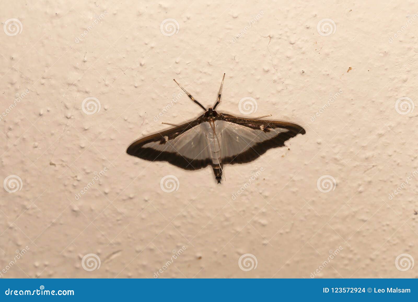 Moth on wall stock photo. Image of brown, wings, wall - 123572924