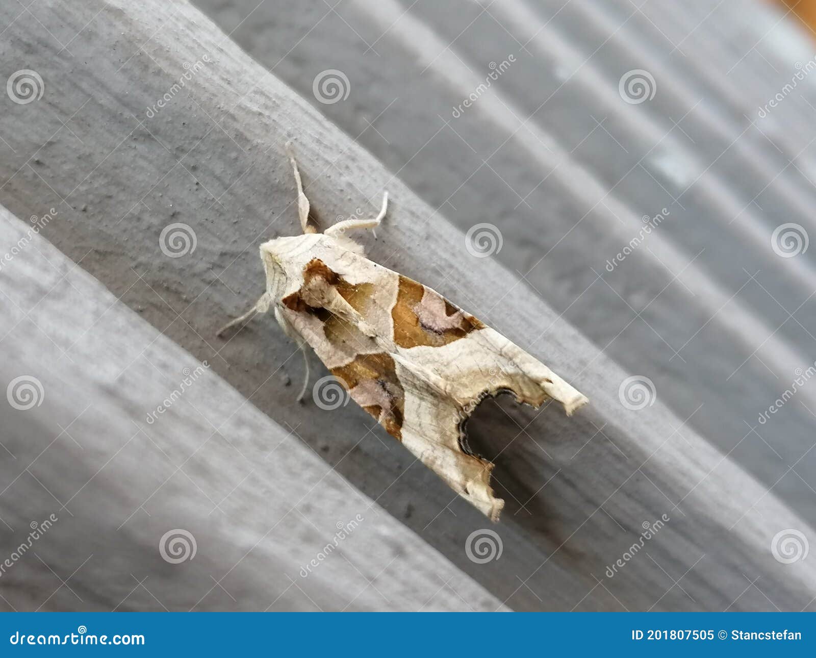Moth, on the wall stock image. Image of insect, wing - 201807505