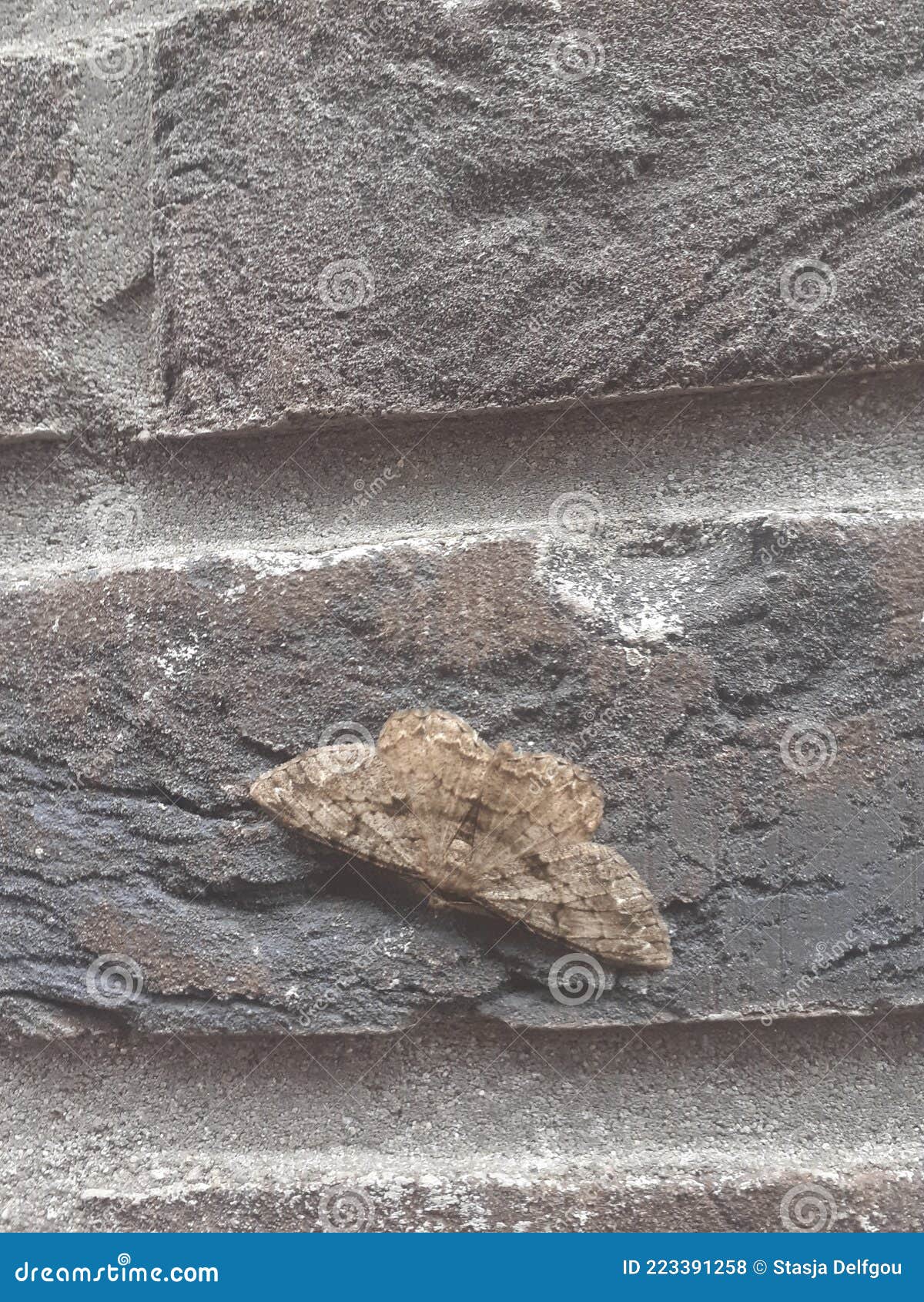 Moth on wall stock photo. Image of wall, terrain, carving - 223391258