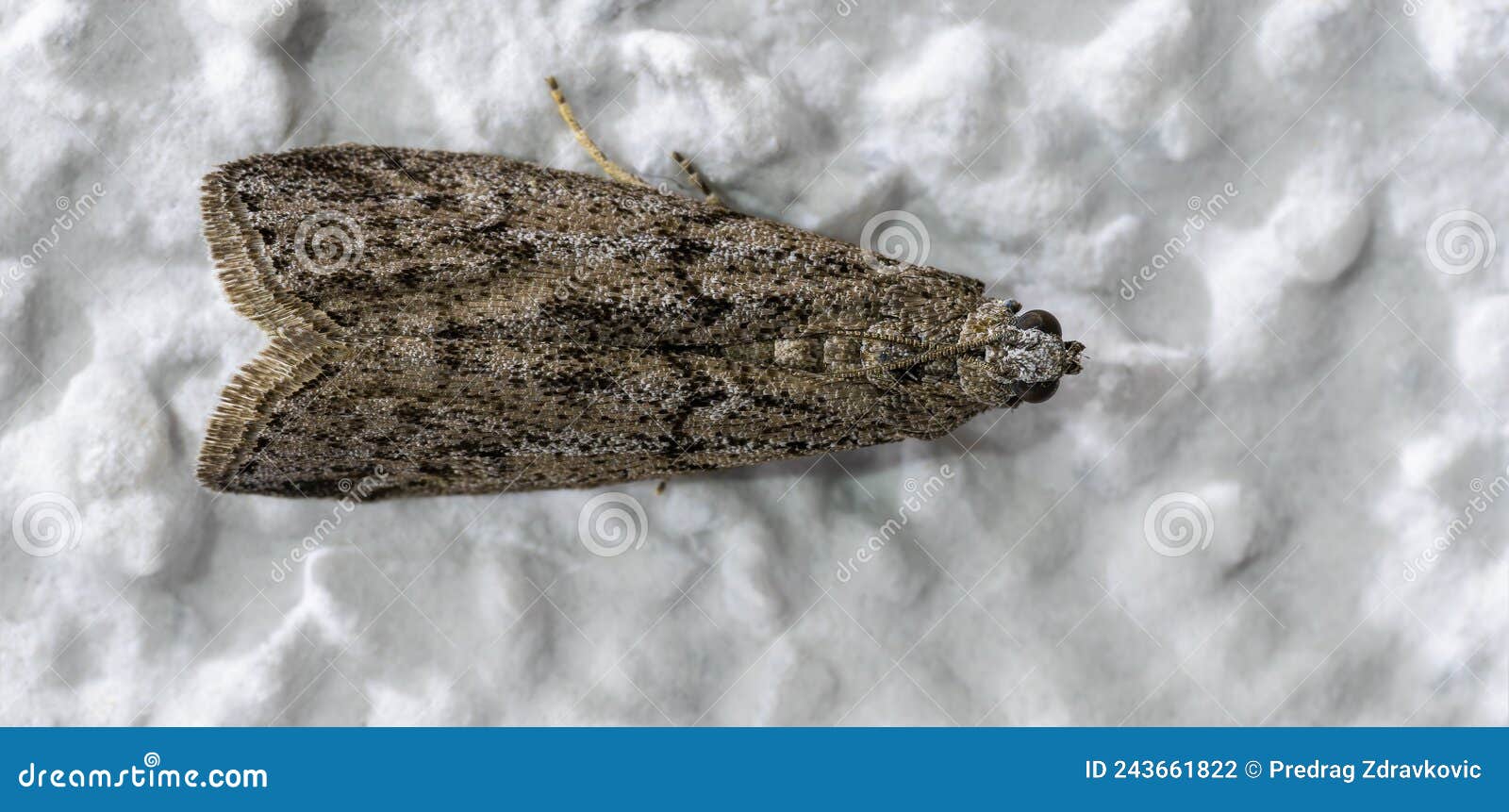 A Moth on the Wall in the House Stock Photo - Image of mark, european ...