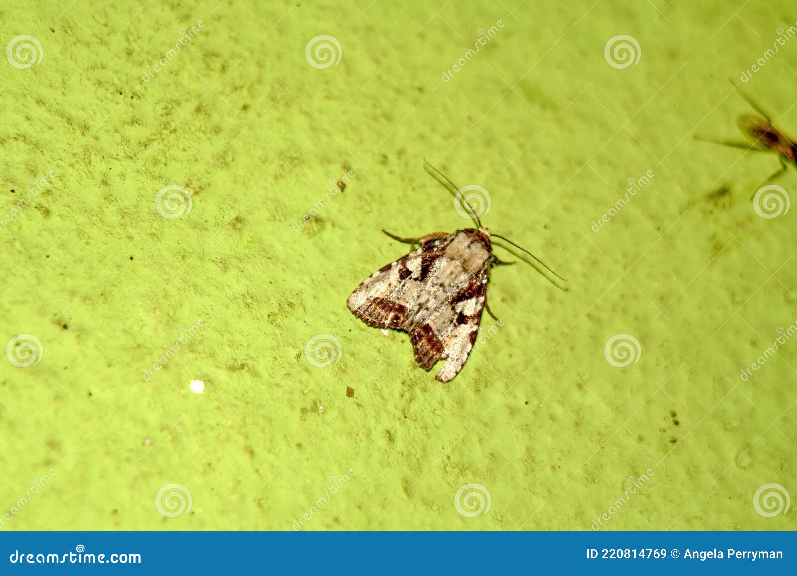 Moth on a wall stock image. Image of insect, forest - 220814769