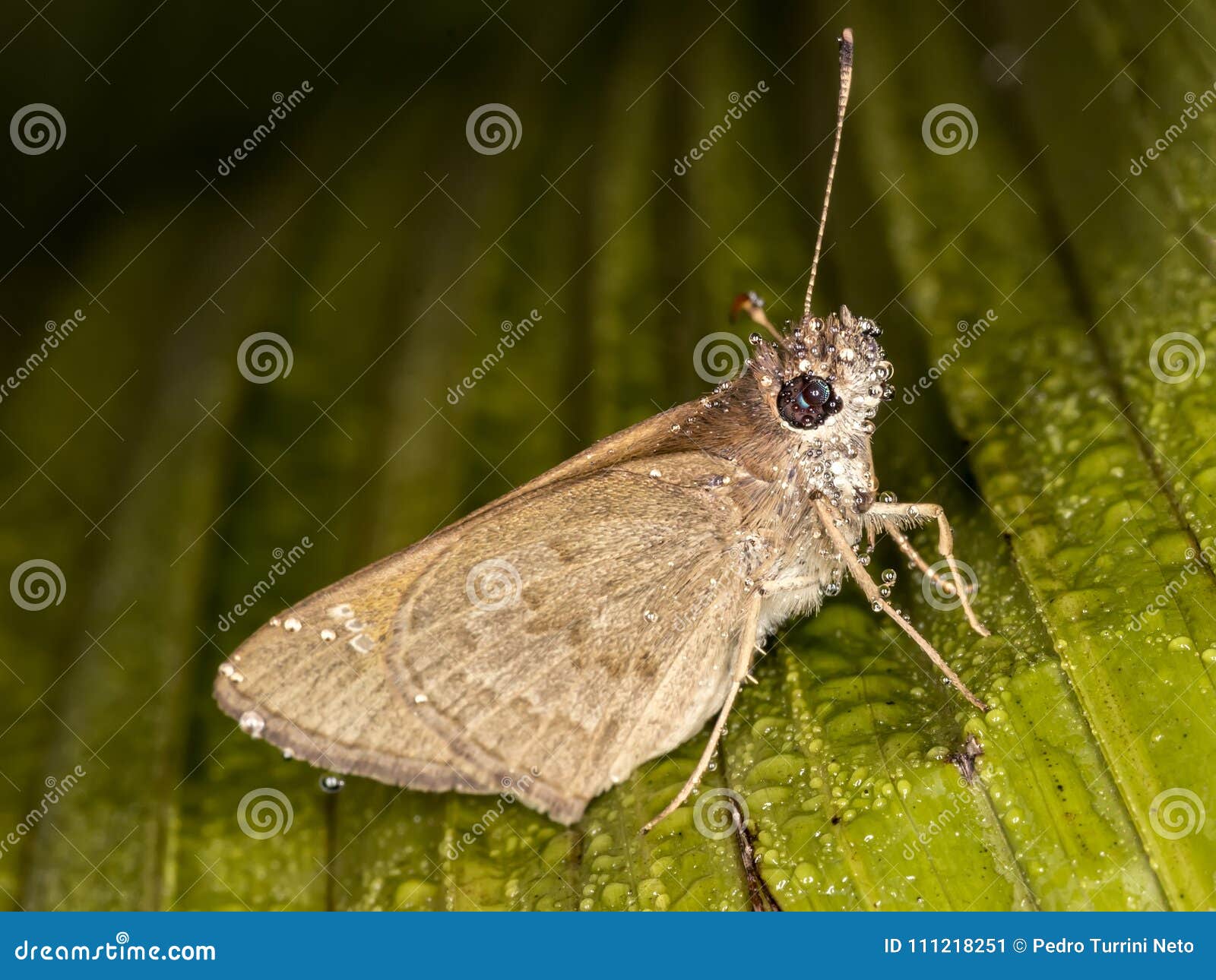 Moth with Water Drops on Leaf Stock Image - Image of isolated ...
