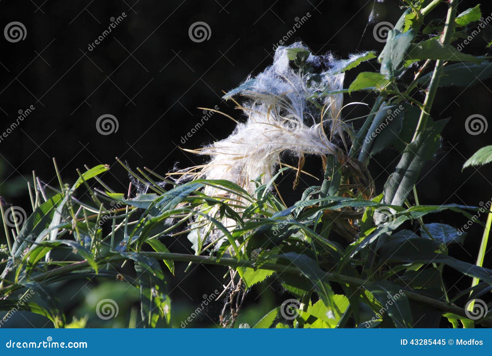 Moth Web on Outdoor Plant stock image. Image of thick - 43285445