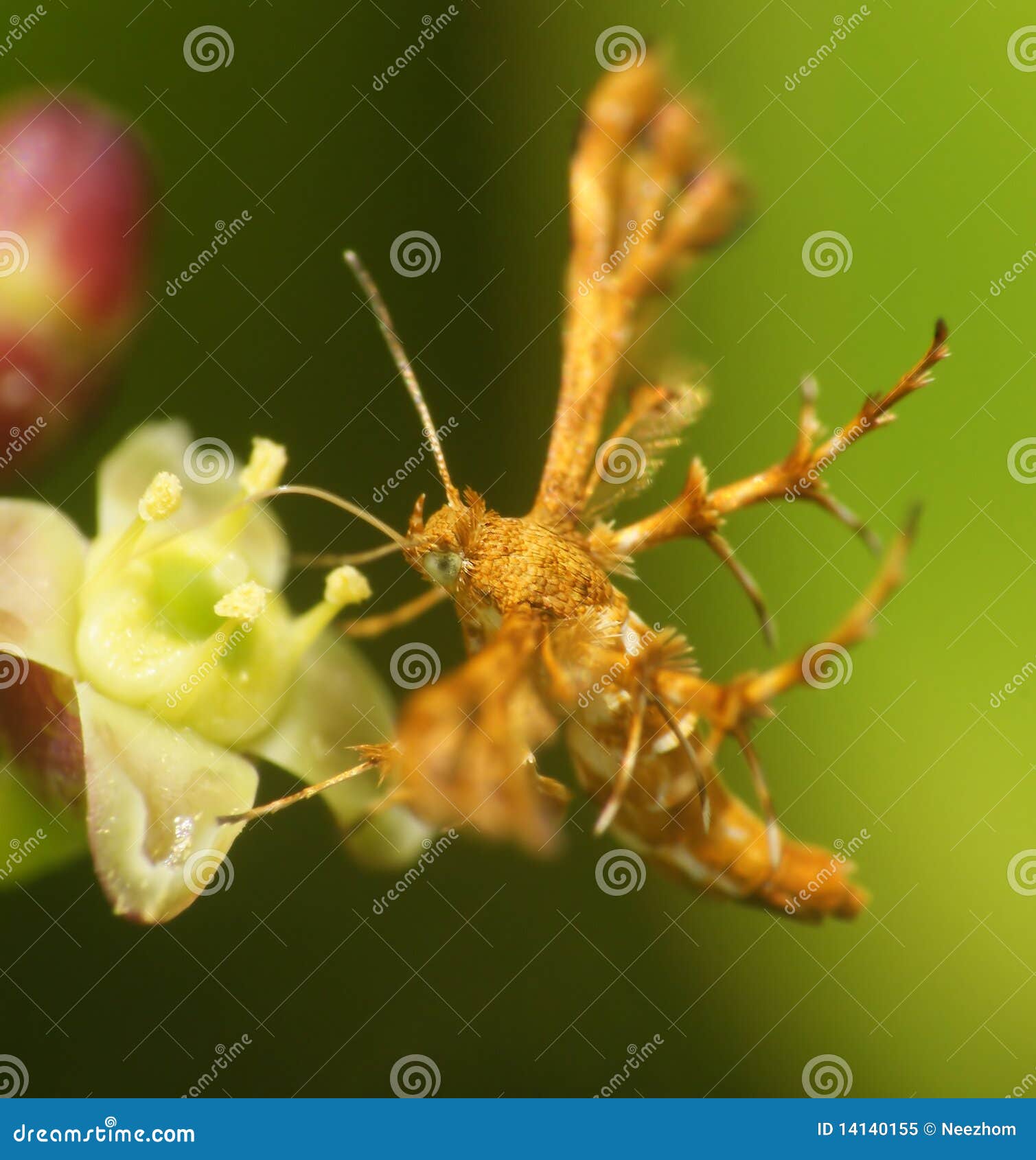 Moth with weird wings stock image. Image of cute, nature - 14140155