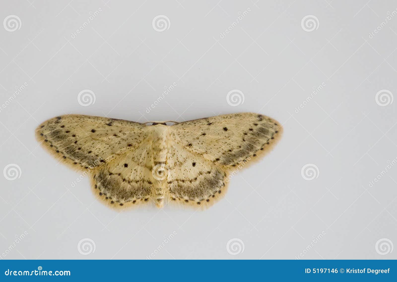 Moth on white stock photo. Image of fuzzy, flutter, butterfly - 5197146