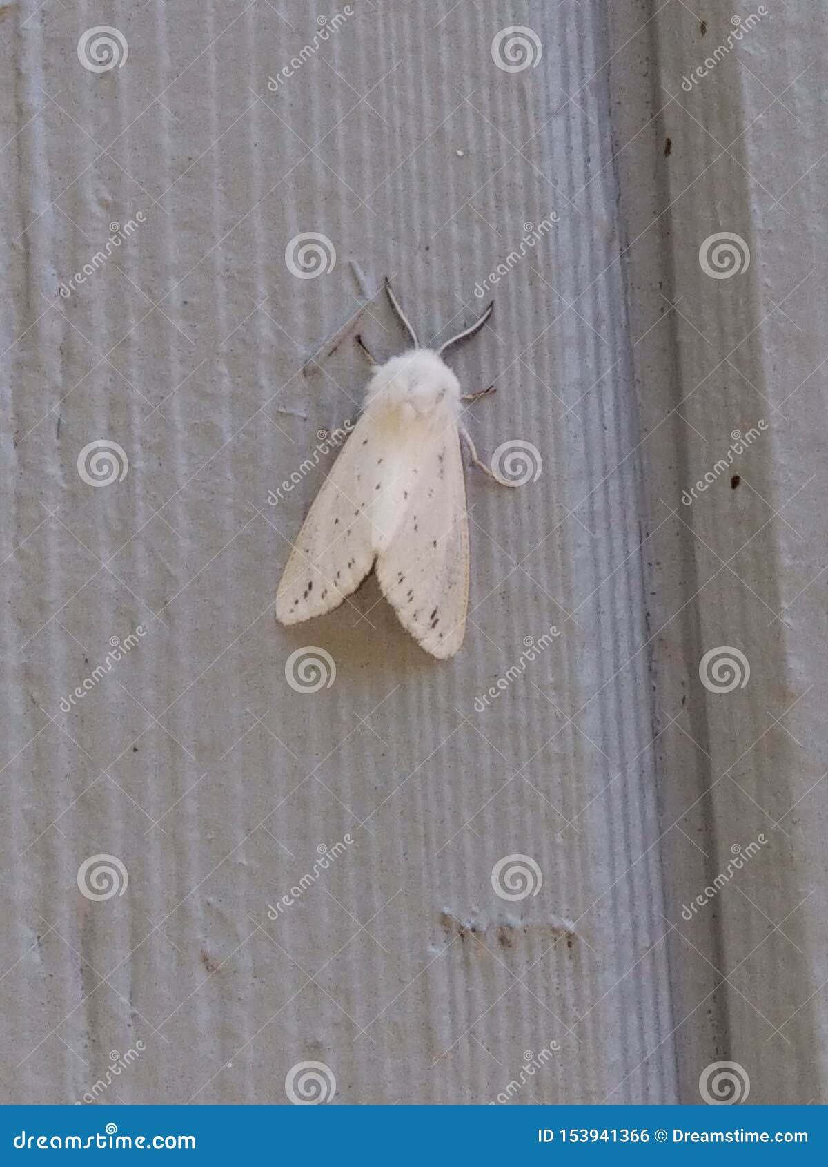 White Albino Still Insect Stock Photos - Free & Royalty-Free Stock ...