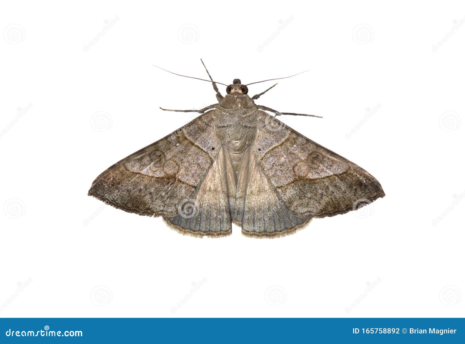 Moth on white background stock photo. Image of life - 165758892