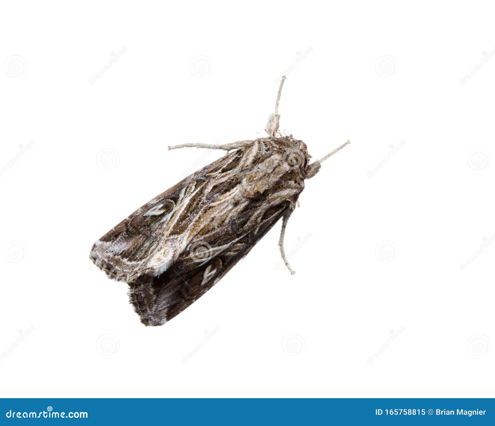 Moth on white background stock image. Image of ecology - 165758815