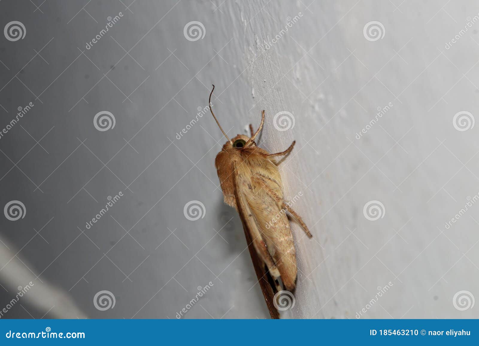 Moth on a White Wall Inside the Kitchen at Home Stock Photo - Image of ...