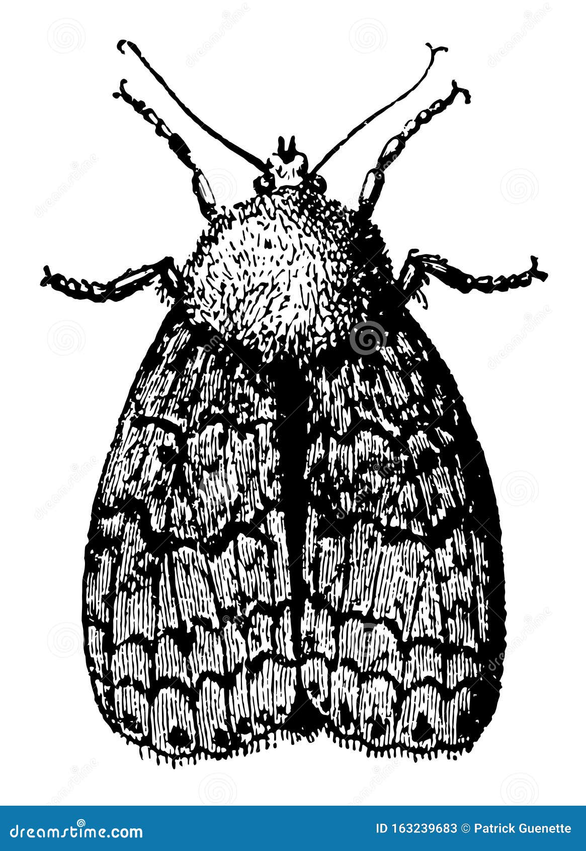 Moth Whose Wings are Developed Vintage Illustration Stock Vector ...