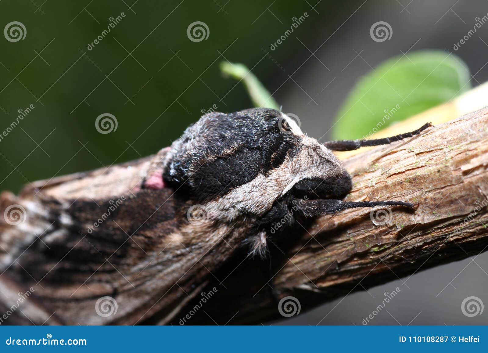 Moth in the Wild during Mating Stock Image - Image of summer, life ...