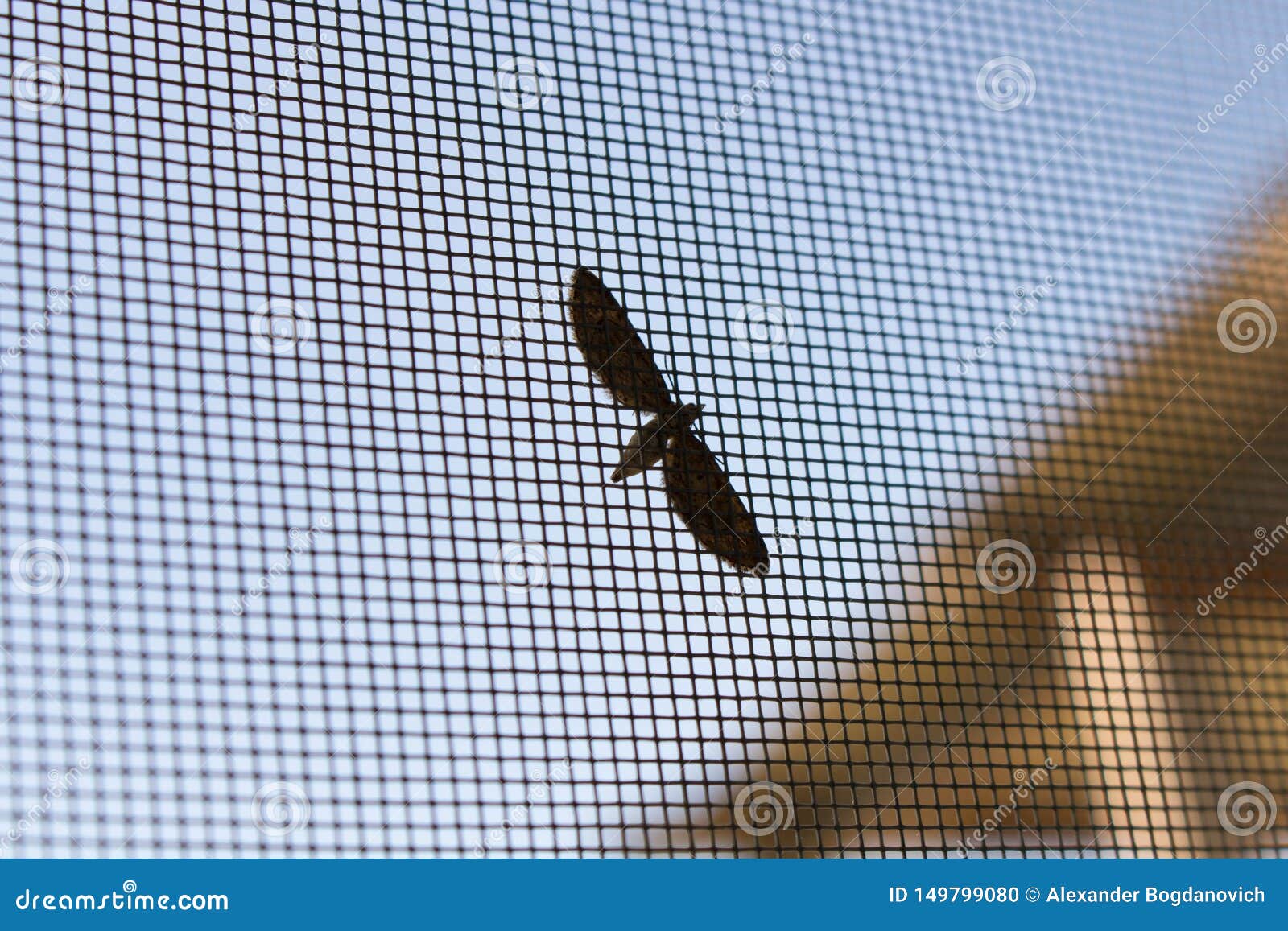 Moth on the Window Grid. Against the Blue Sky Stock Photo - Image of ...