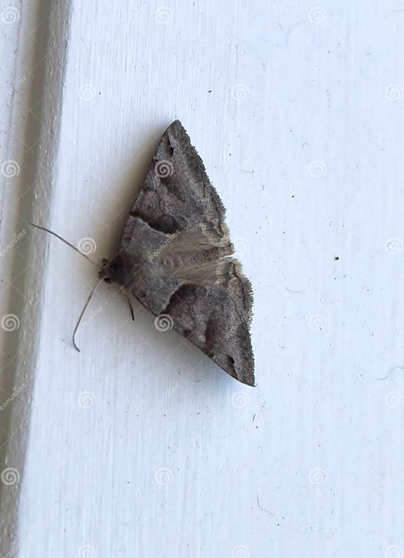 A moth on a window sill stock image. Image of sill, moth - 339513207