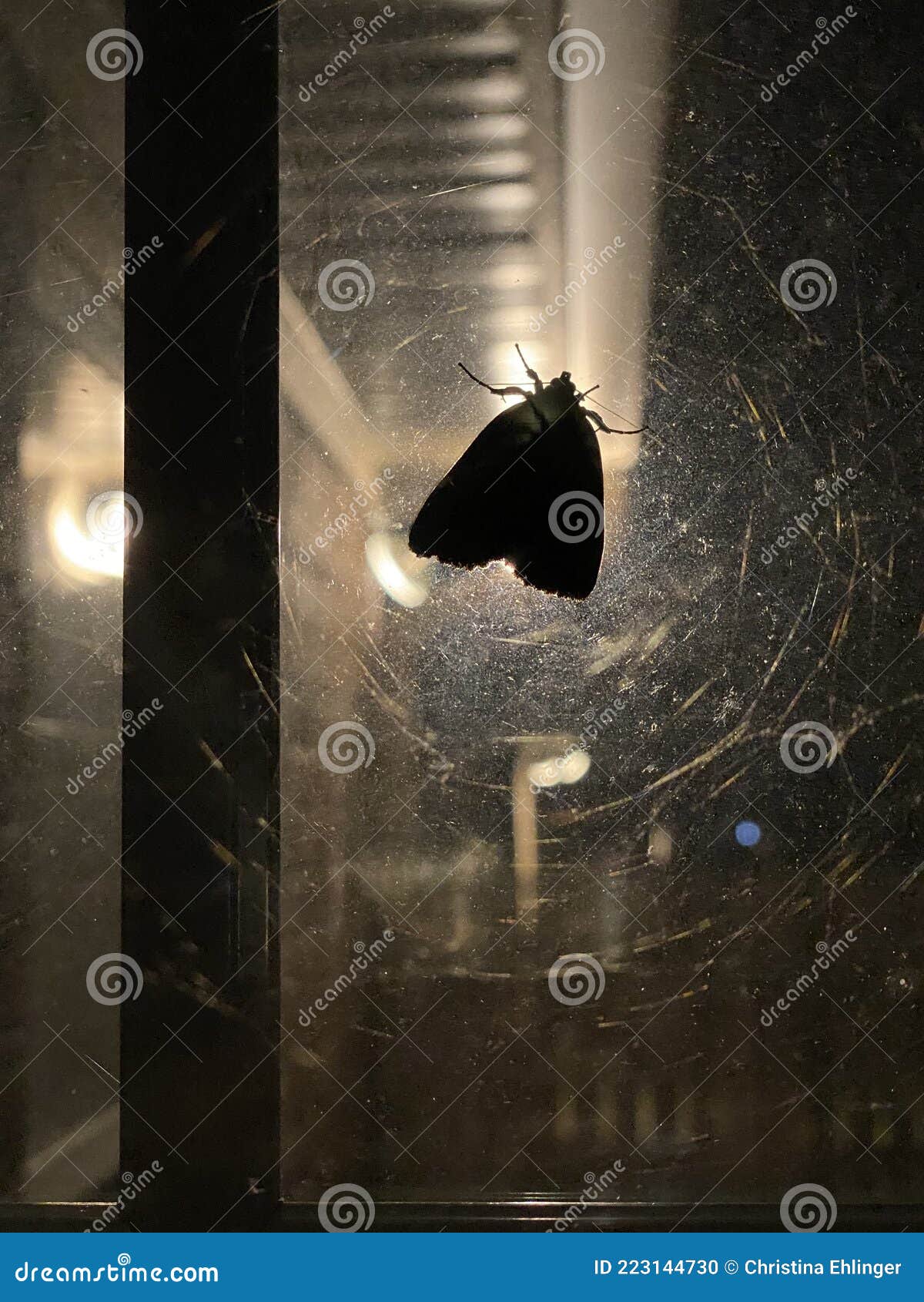 Moth Silhouette Stock Photography | CartoonDealer.com #139088684