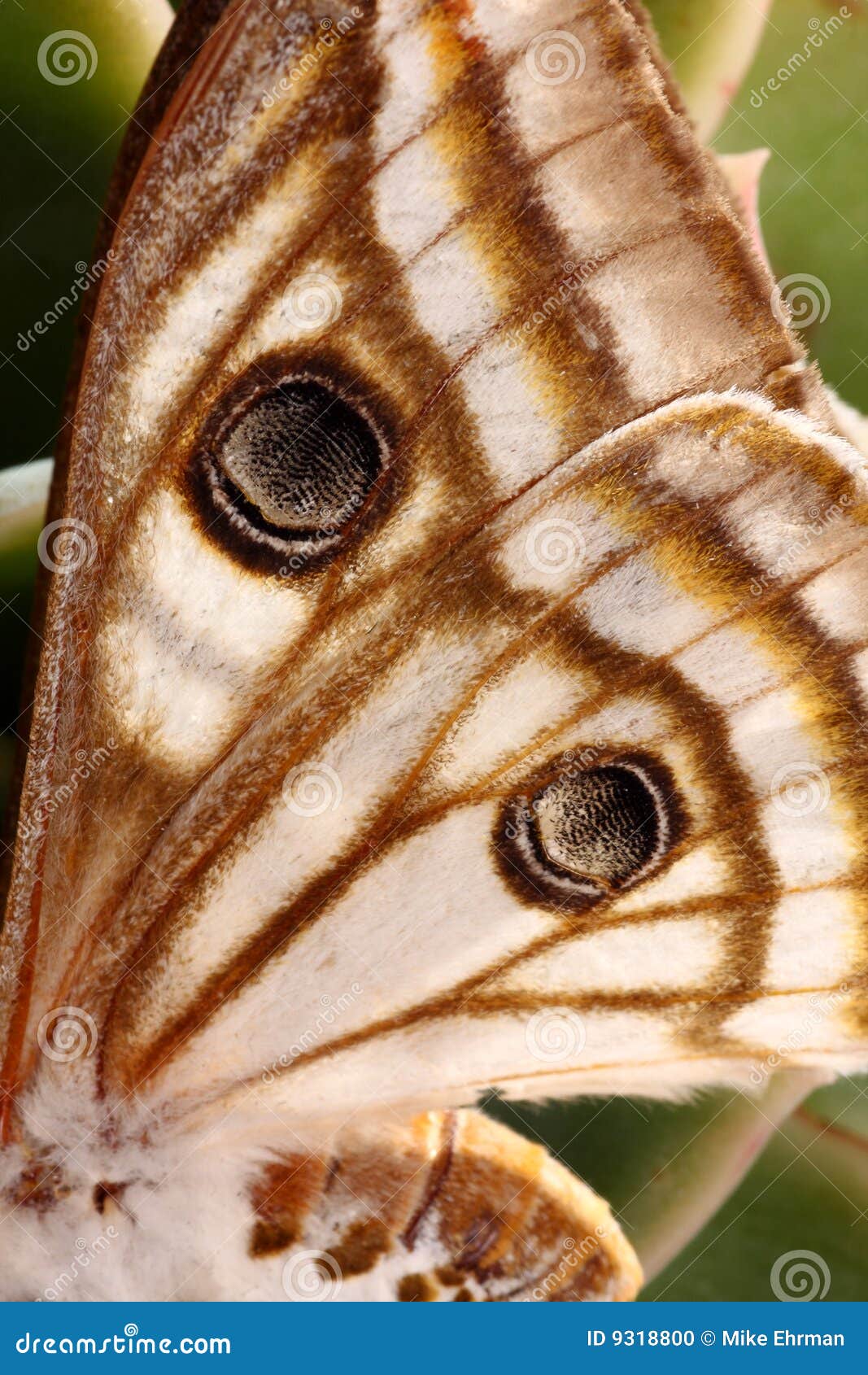 Moth Wing Dissection Micrograph Stock Photography | CartoonDealer.com ...