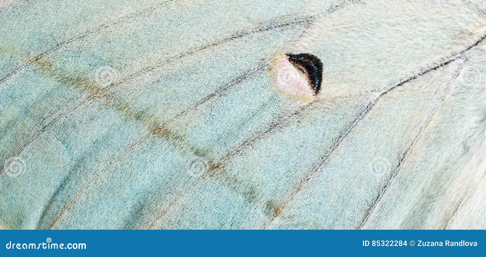 Moth Wing Dissection Micrograph Stock Photography | CartoonDealer.com ...